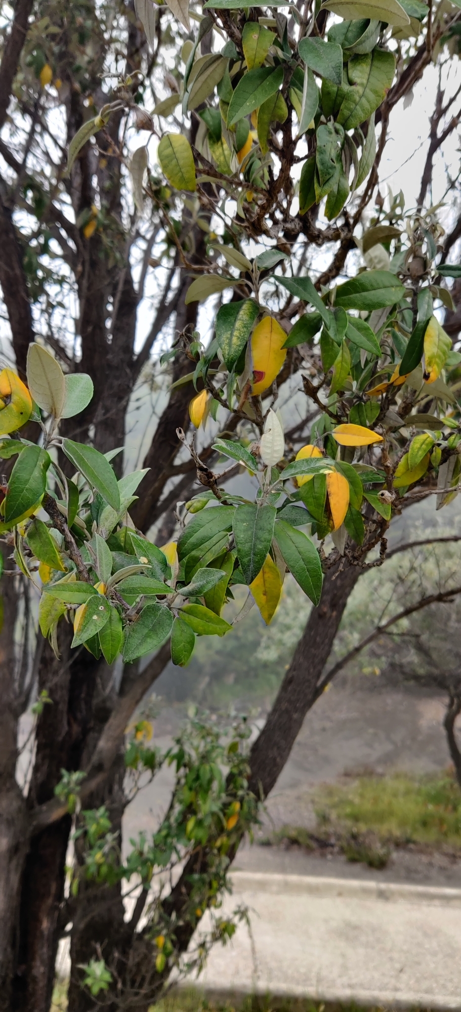 Buddleja nitida Benth.