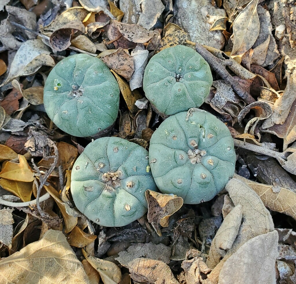 Peyote in July 2022 by Eric Keith · iNaturalist