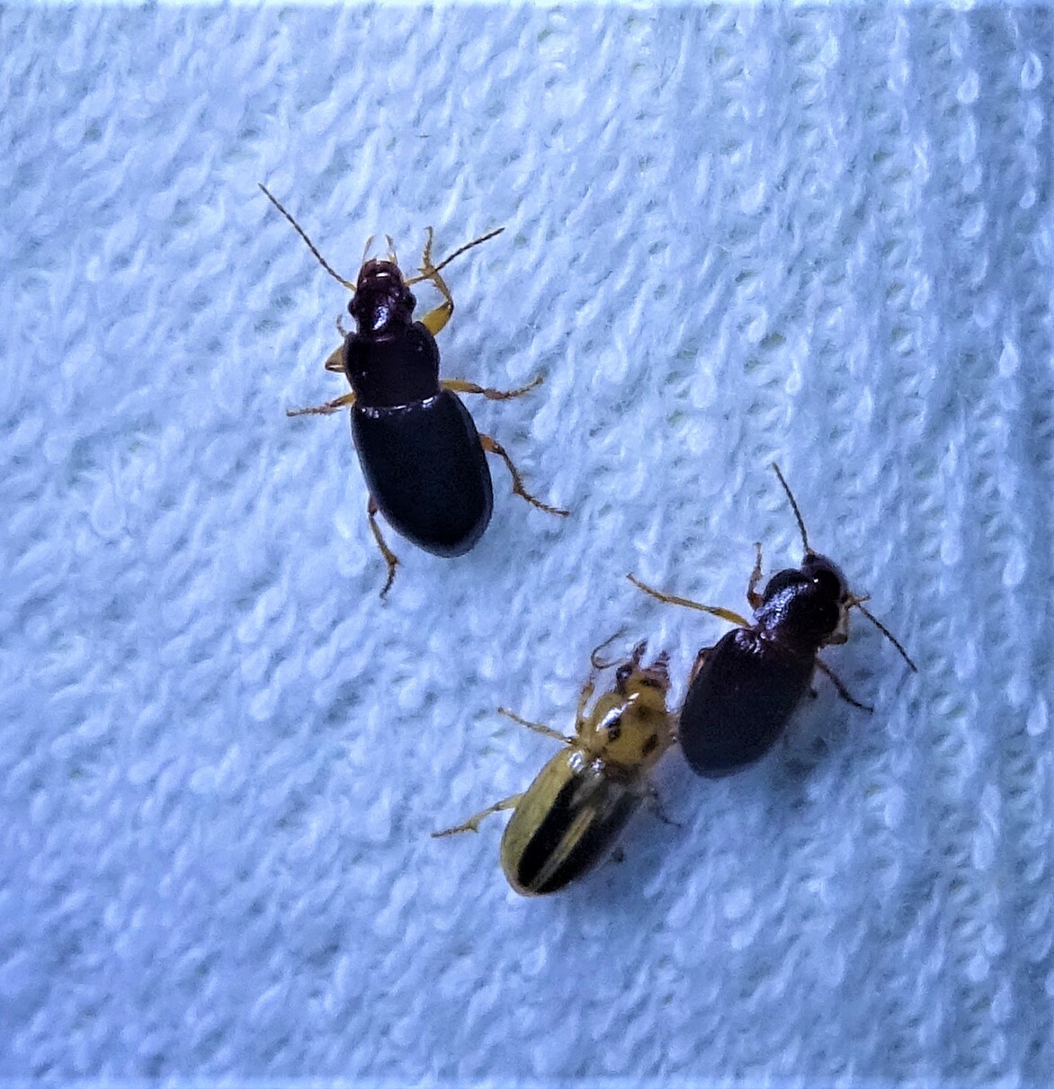 Ophonus puncticeps Stephens, 1828