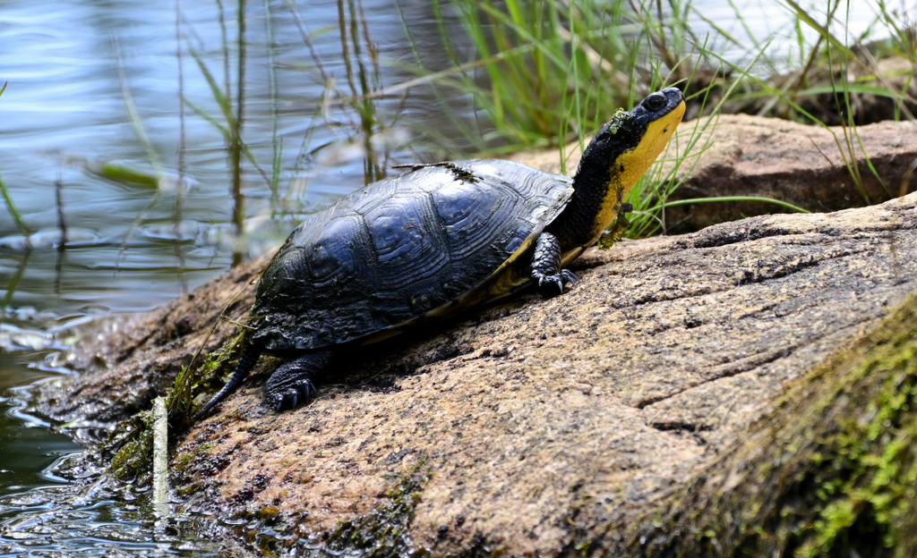 Blanding's Turtle in August 2022 by Michael Beresford. Basking in the ...