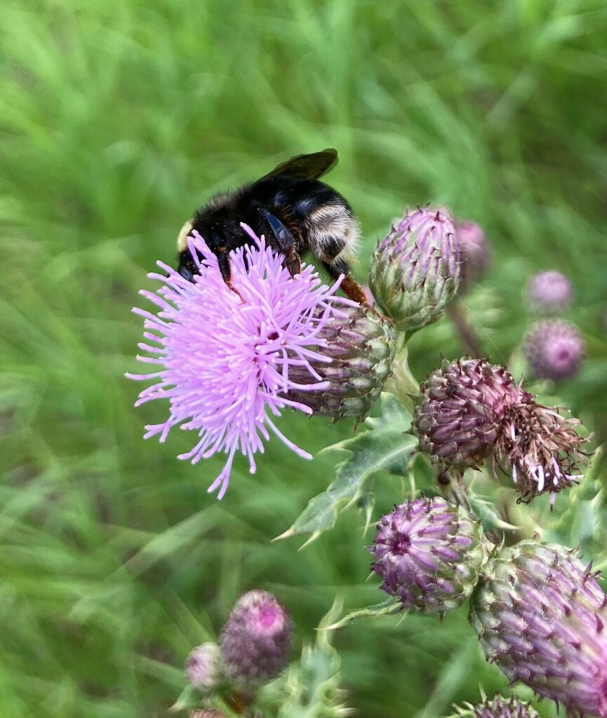 Western Bumble Bee from Southwest Calgary, Calgary, AB, Canada on ...