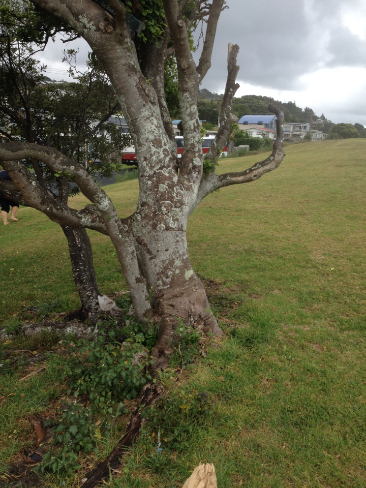 Large-leaved milk tree from 21–49 Bluff Road, Rings Beach, Waikato, NZ ...