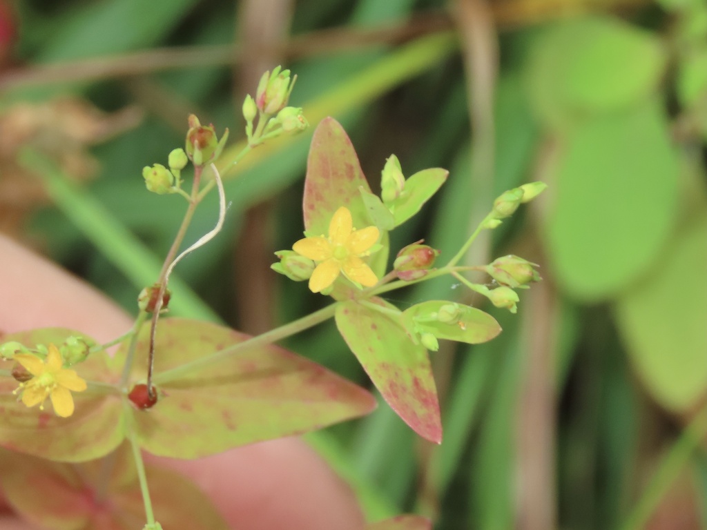 Dwarf St. John's Wort in August 2022 by Josh Emm · iNaturalist