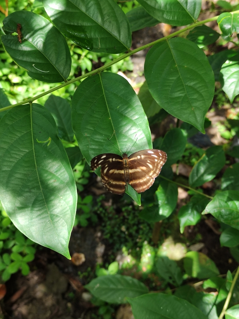 Athyma epimethis from San Luis, PH-AS, PH on August 03, 2022 at 09:52 ...