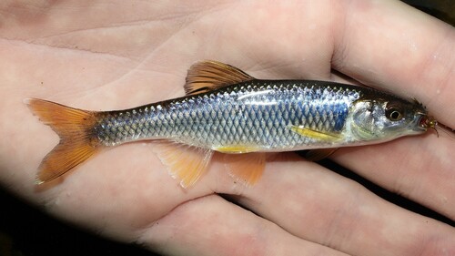 Spotfin Shiner (Fish of the great lakes watershed) · iNaturalist