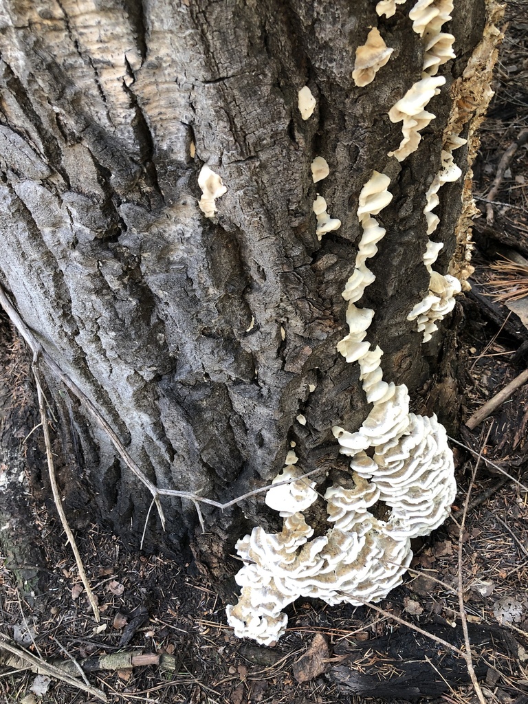 Smoky polypore from Apache-Sitgreaves National Forests, Vernon, AZ, US ...