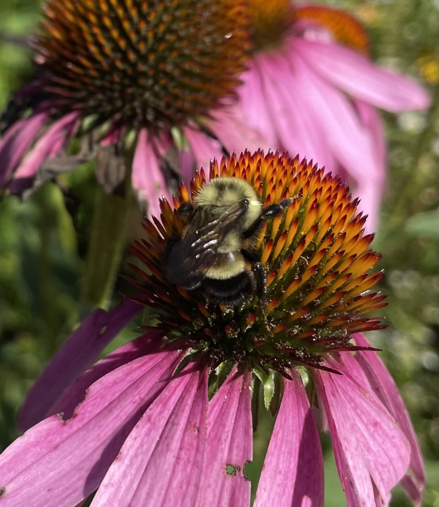 Rusty-patched Bumble Bee in August 2022 by ggroh · iNaturalist