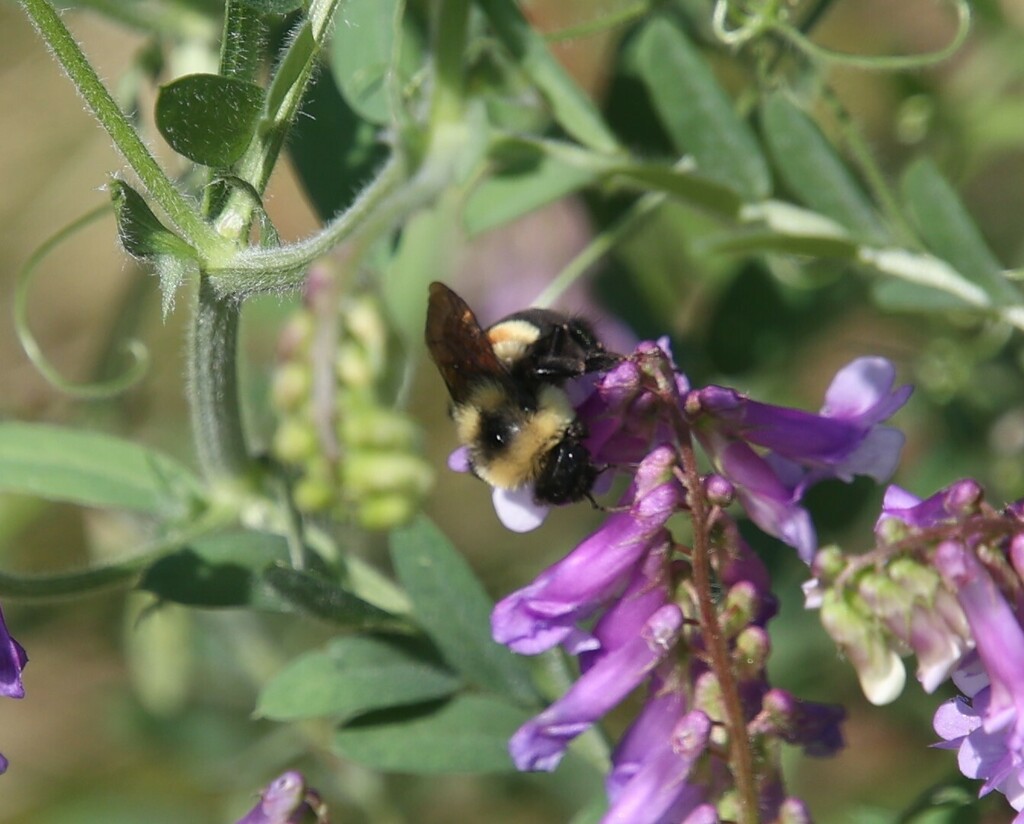 Rusty-patched Bumble Bee in August 2022 by Joel Neylon · iNaturalist