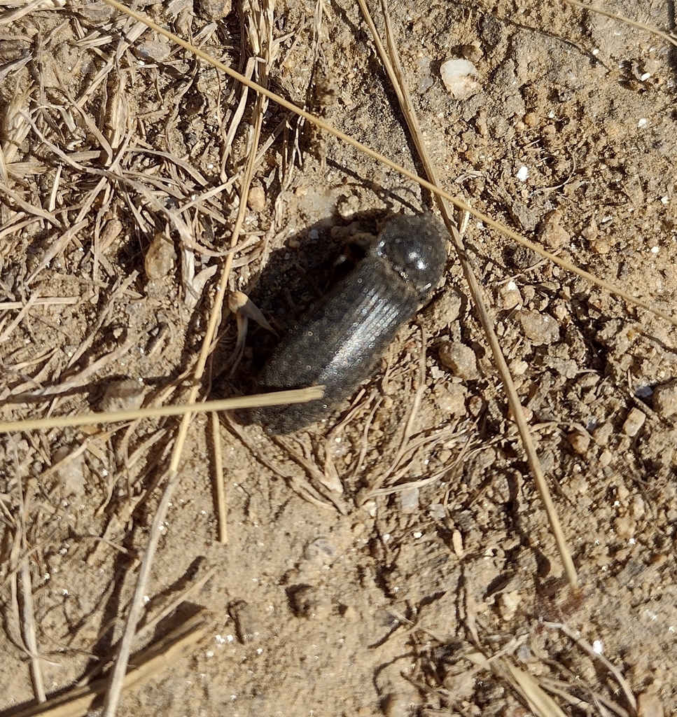 Click Beetles from Spokane, WA 99206, USA on August 05, 2022 at 09:49 ...