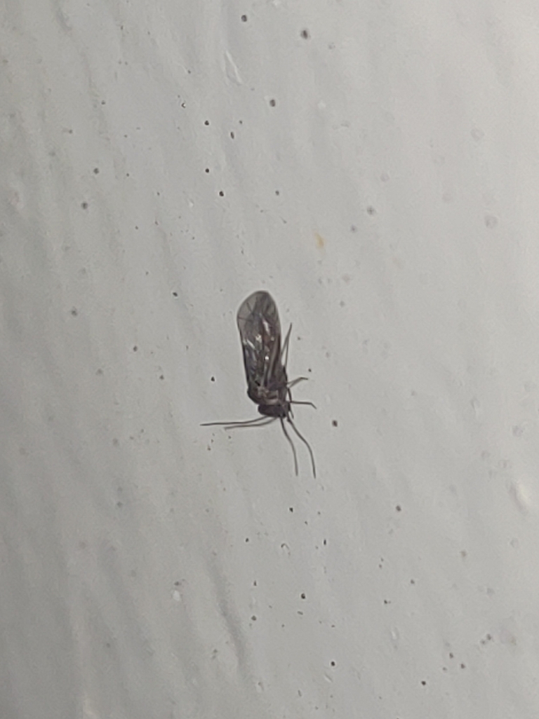 Barklice, Booklice, and Parasitic Lice from Bukhta Abrek, Россия ...