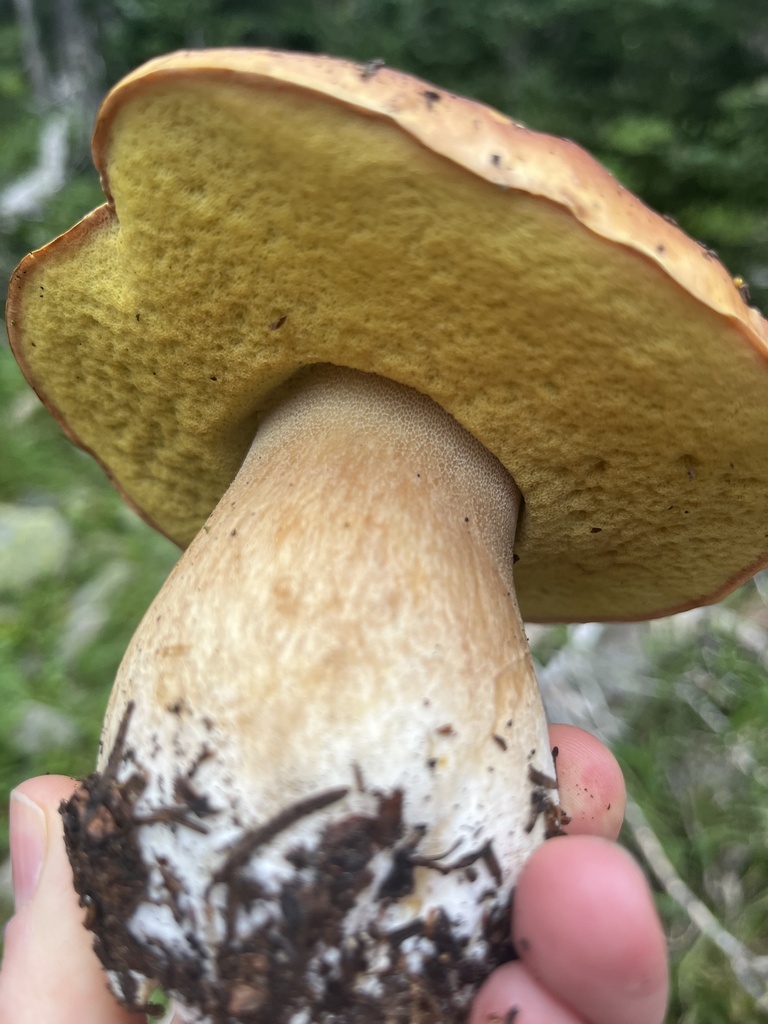Ruby Porcini from Pike and San Isabel National Forests, Salida, CO, US ...