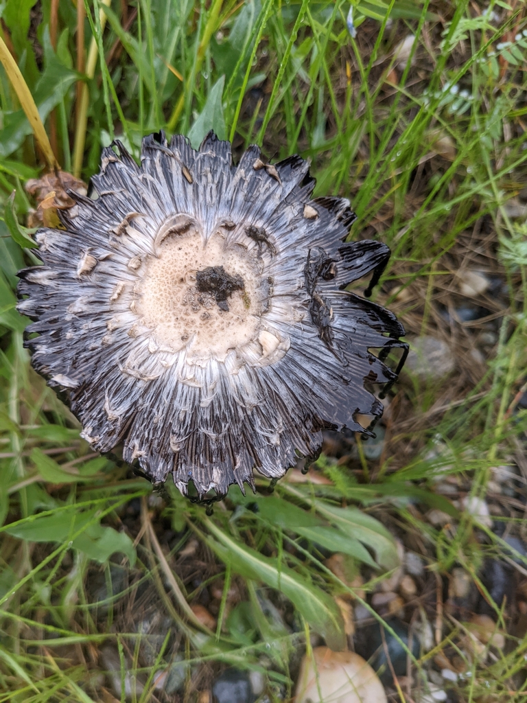inky caps from Fairbanks, AK 99705, USA on August 05, 2022 at 01:25 PM ...