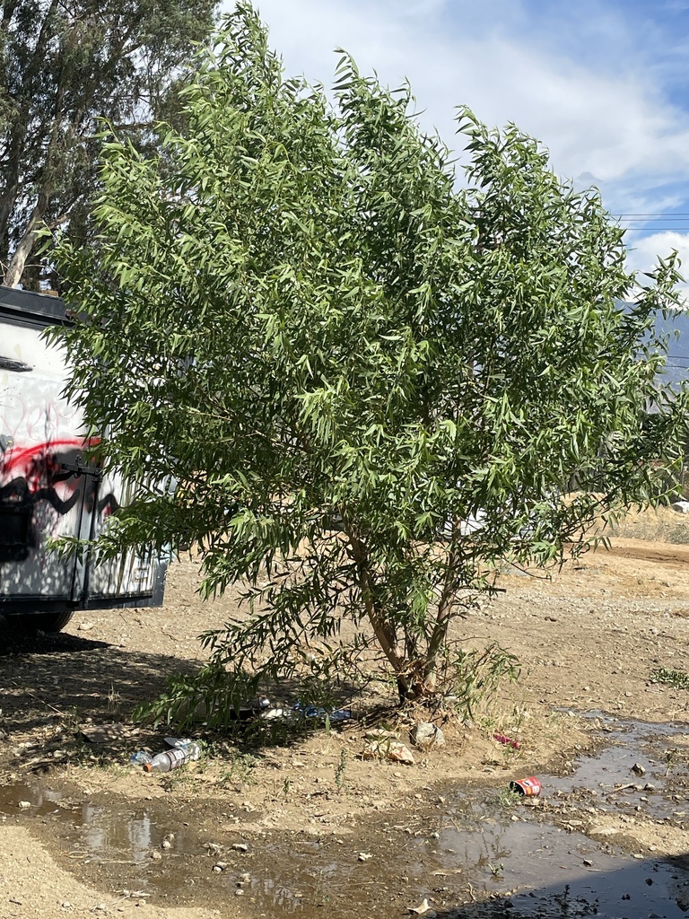 Plants from Laws Rd, Banning, CA, US on August 5, 2022 at 03:57 PM by ...