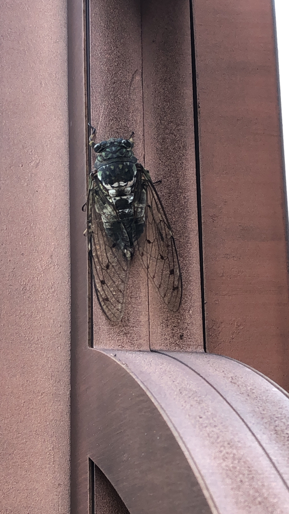 Robust Cicada from Dalian on August 6, 2022 at 07:25 AM by helmutw ...