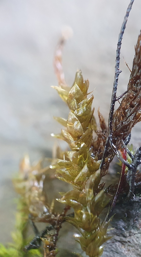 Platyhypnidium Moss (Rhynchostegium riparioides) - Botanical Realm