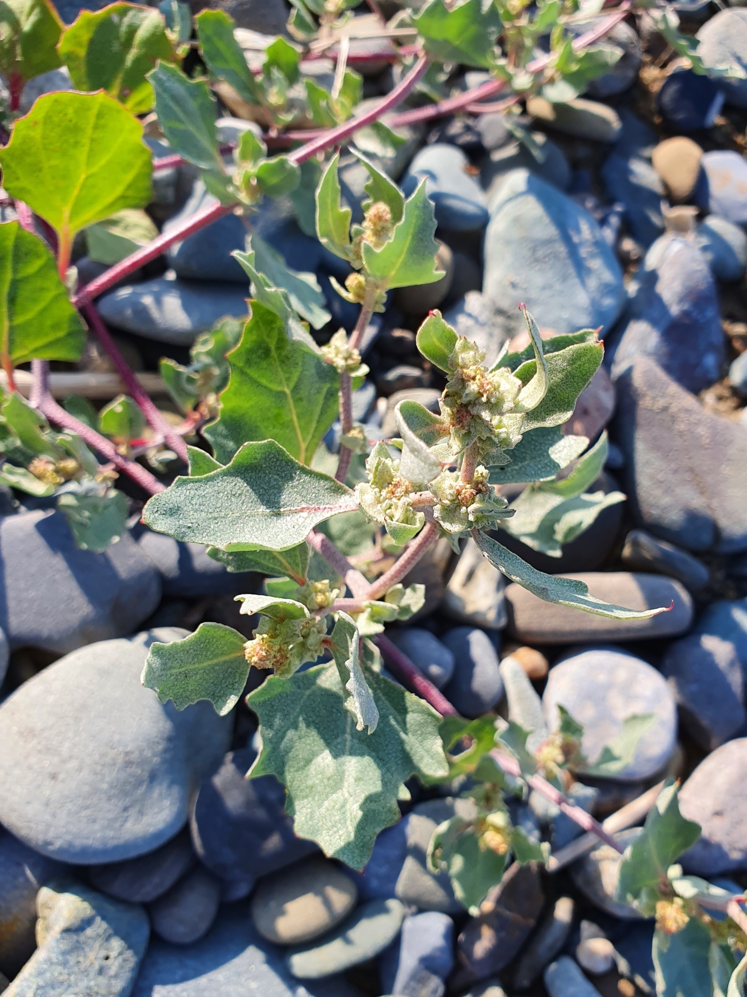 Atriplex glabriuscula Edmondston