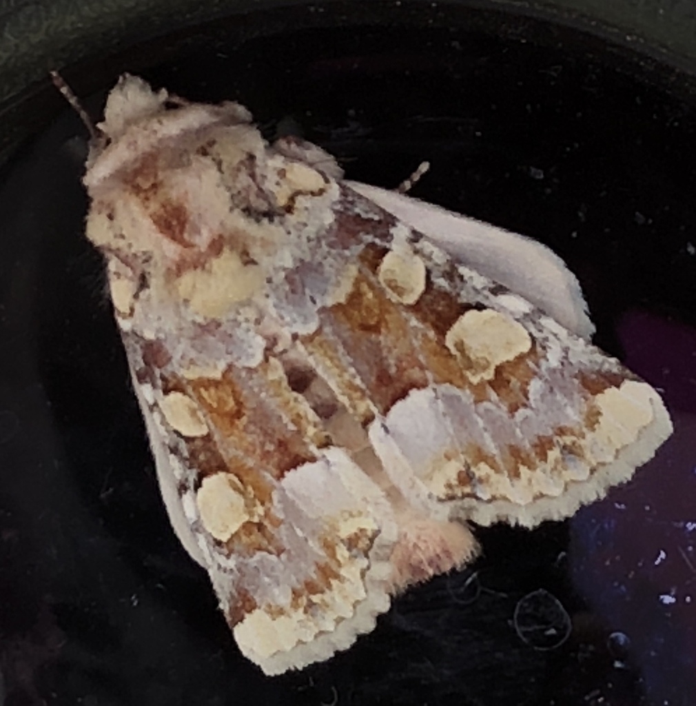Violet Brocade Moth (Noctuidae of the United States - Pt.2) · iNaturalist