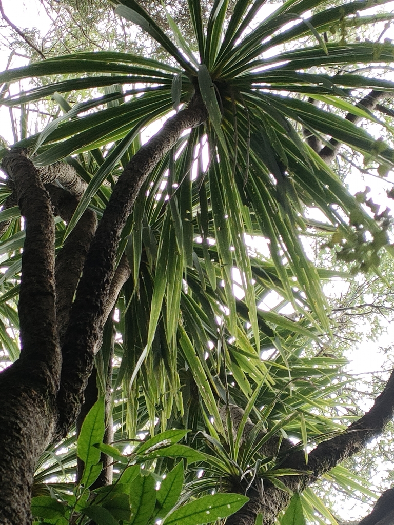 New Zealand cabbage tree from Okuti Valley 7591, New Zealand on August ...
