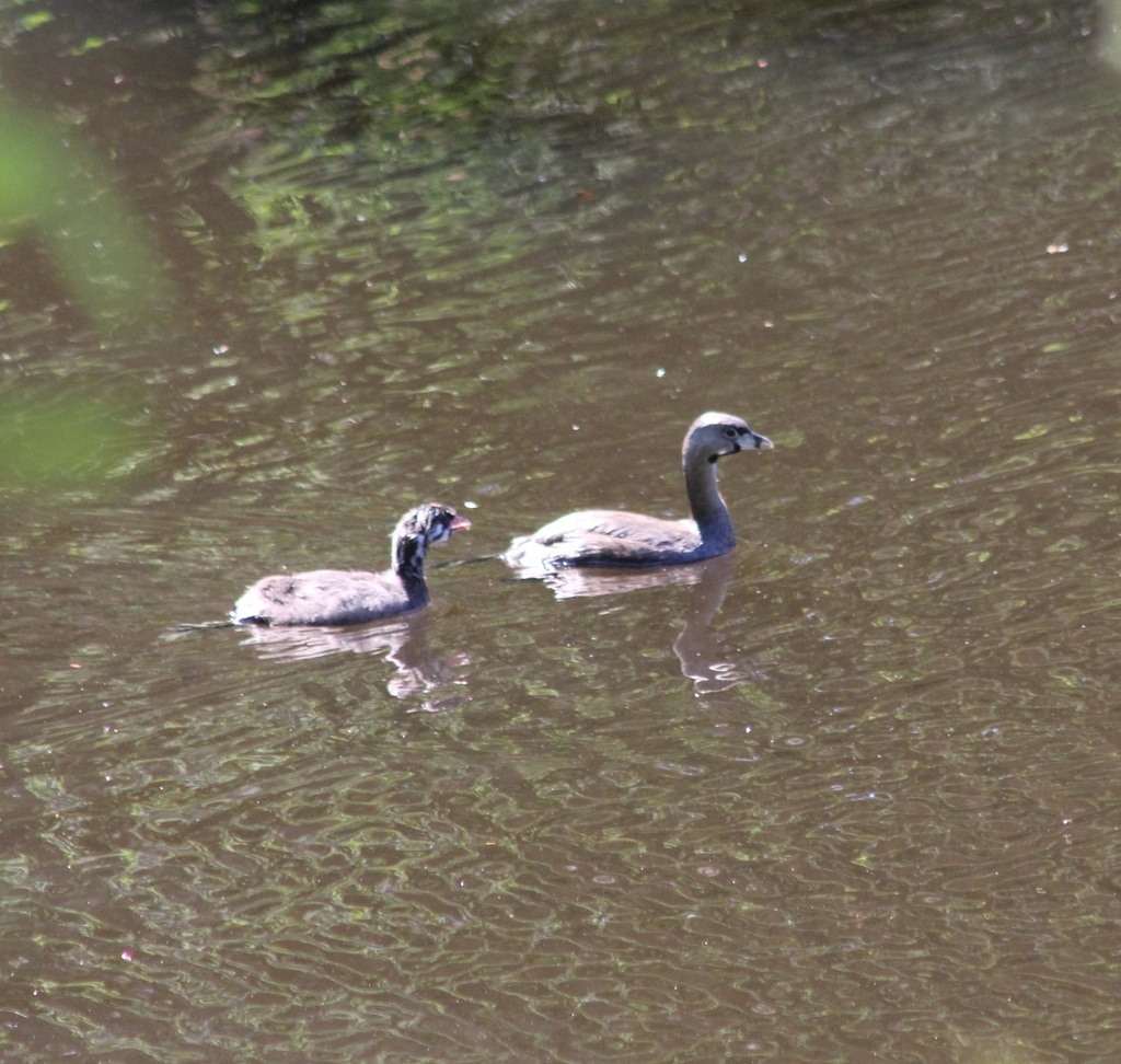 Pied-billed Grebe from Hazel Wolf Wetlands on August 05, 2022 at 04:25 ...