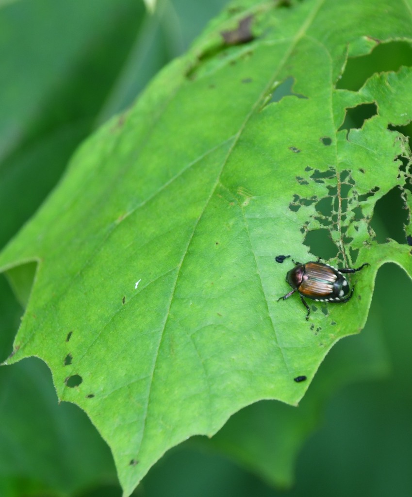Japanese Beetle from Tucker County, WV, USA on August 05, 2022 at 12:17 ...