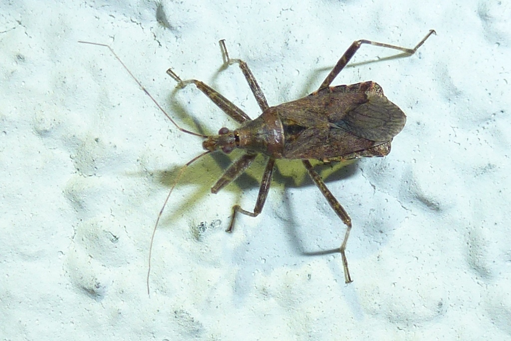 Tree Damsel Bug from Radeberg, Deutschland on August 4, 2022 at 11:27 ...