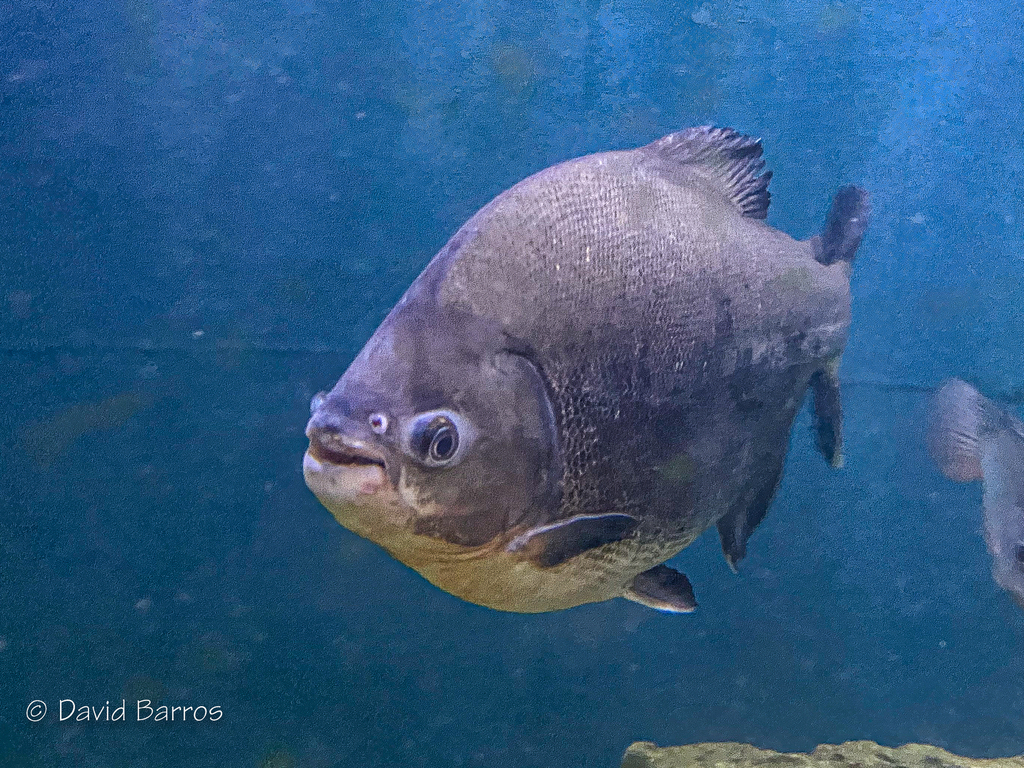 Red-bellied Pacu (Piaractus brachypomus) - Marine Life Identification