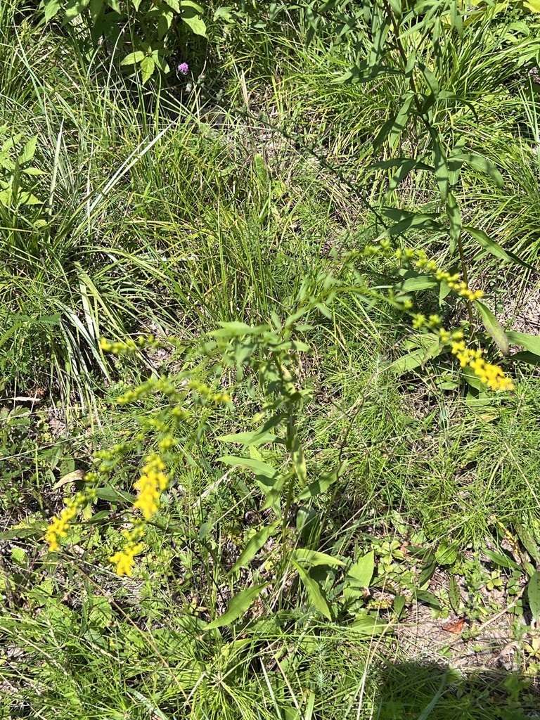 early goldenrod from Sumter National Forest, Mountain Rest, SC, US on ...