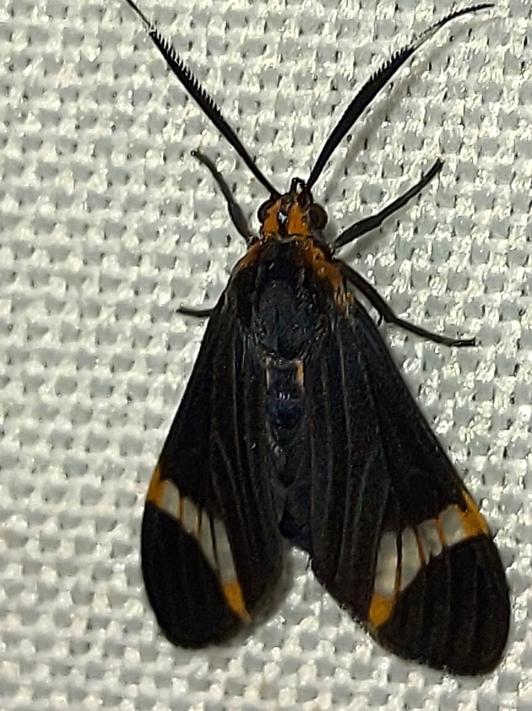 Dycladia from SCEN - Brasília, DF, 70297-400, Brasil on August 05, 2022 ...