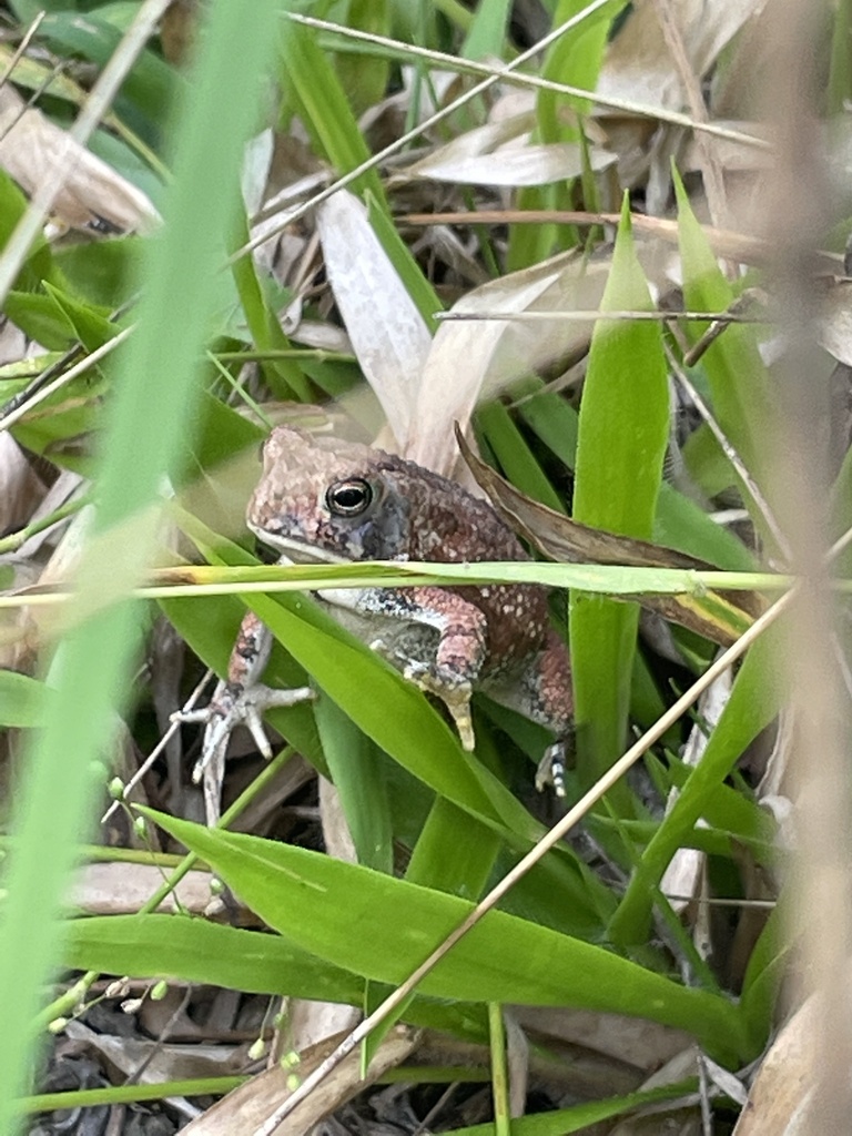 North American Toads from Malibu Rd, Mount Pleasant, NC, US on August ...