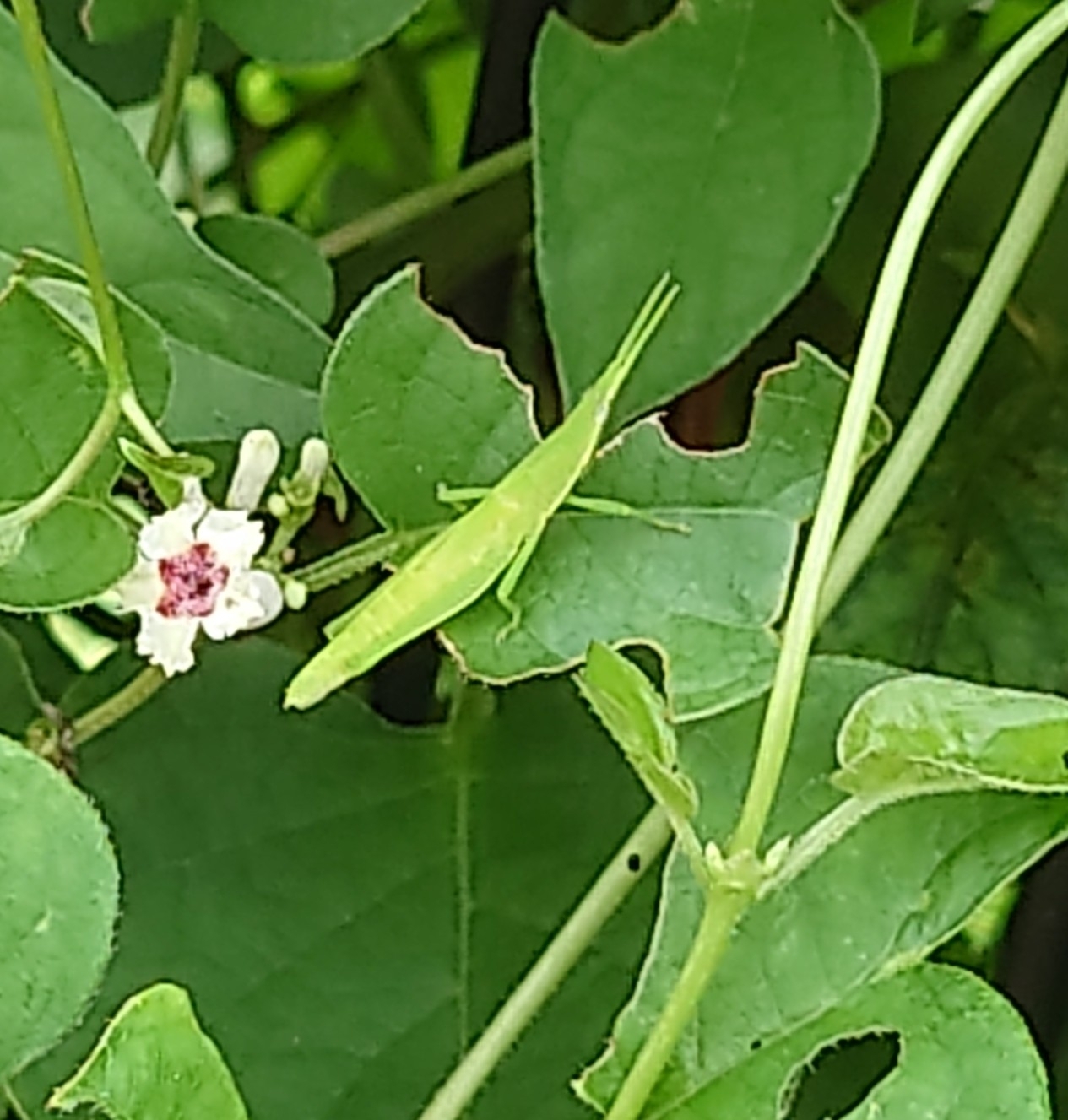 Atractomorpha lata (Mochulsky, 1866)