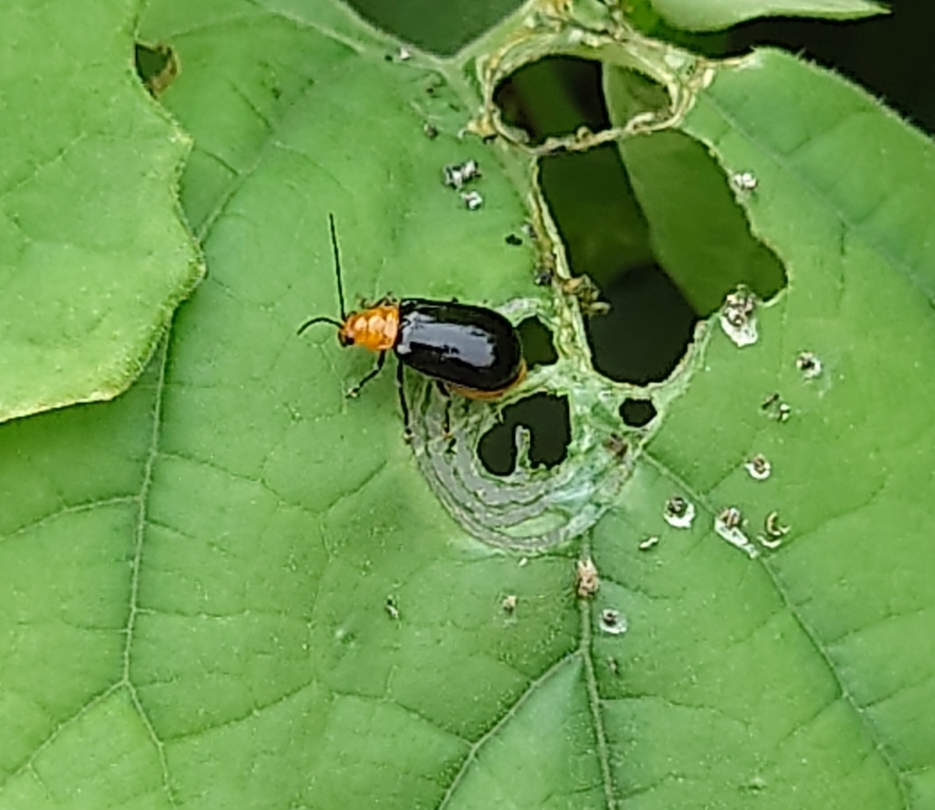Aulacophora nigripennis from 日本 〒206-0021 on August 06, 2022 at 09:22 ...