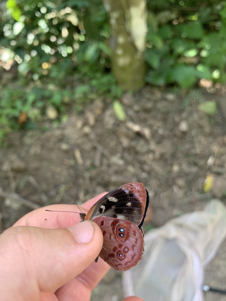Eunica orphise from Dipartimento di San Martin, PE on July 16, 2022 at ...