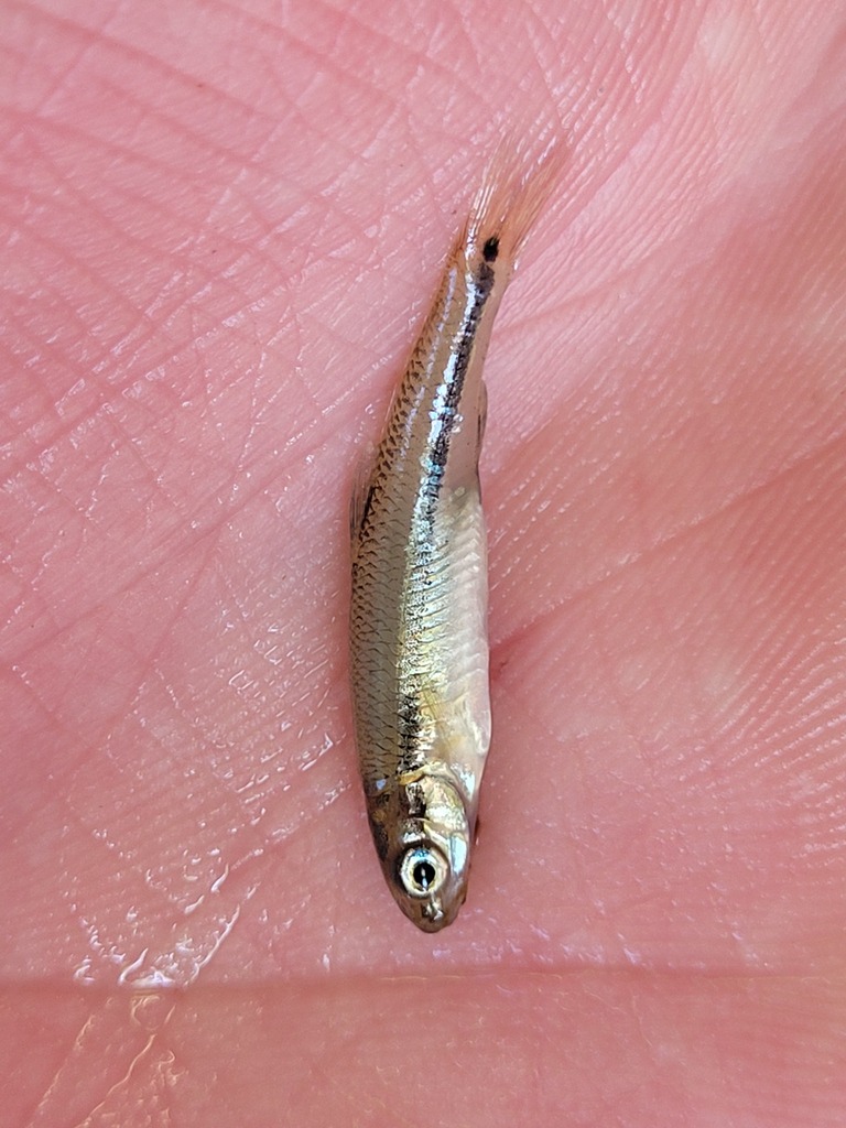 Bluntnose Minnow from Otter Tail County, MN, USA on August 05, 2022 at ...