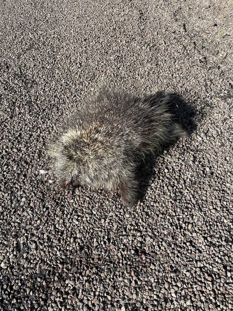 North American Porcupine from Fort Davis National Historic Site, Fort ...