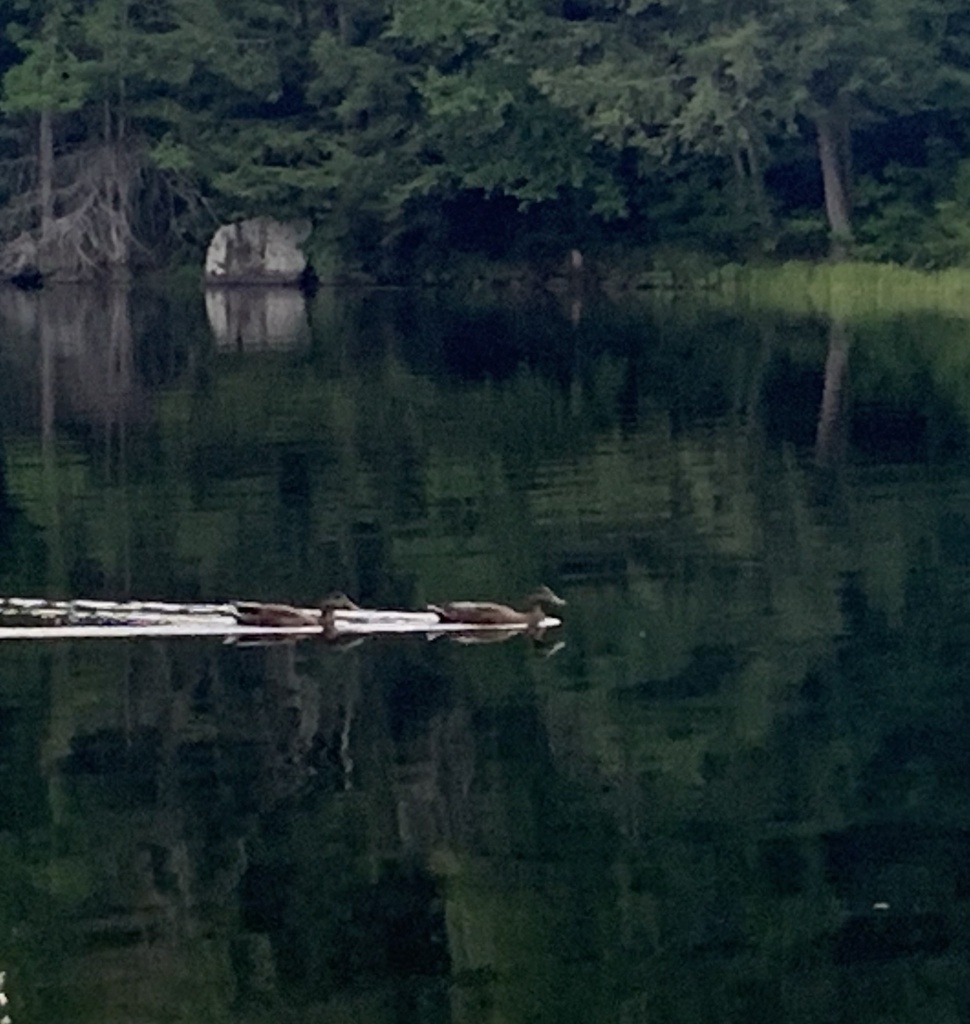 Mallard from Lac des Sittelles, Austin, QC, CA on August 5, 2022 at 08: ...
