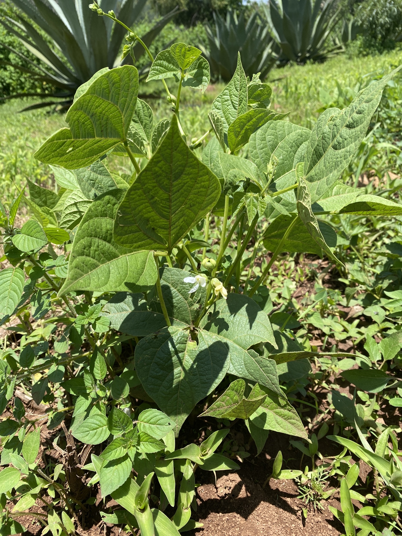 Phaseolus vulgaris L.