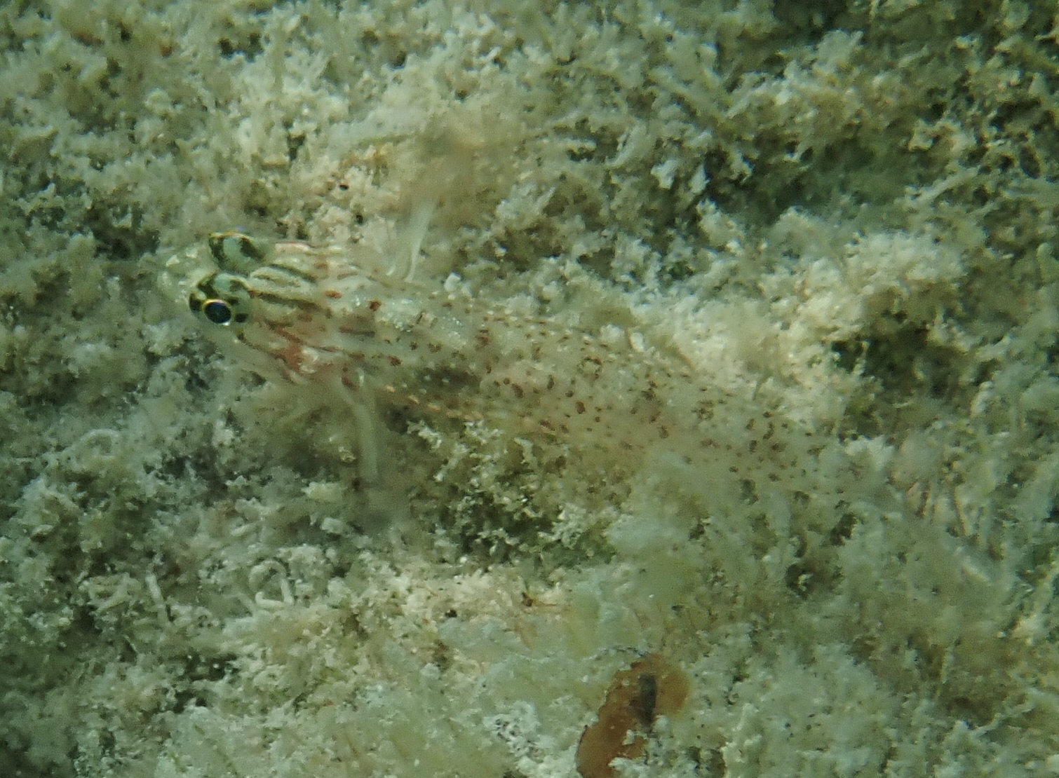 Coryphopterus dicrus Böhlke & Robins, 1960
