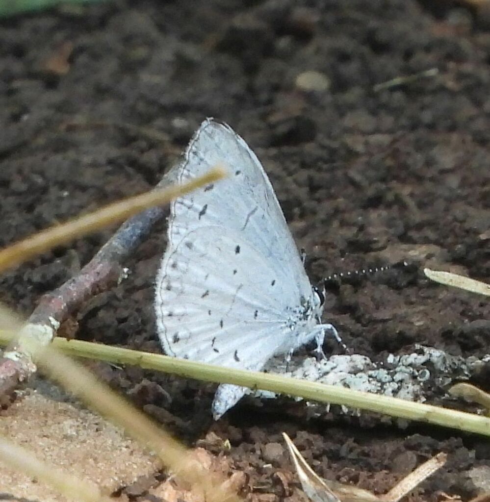 Summer Azure from Lake Ontario, Ontario, Canada on August 5, 2022 at 10 ...