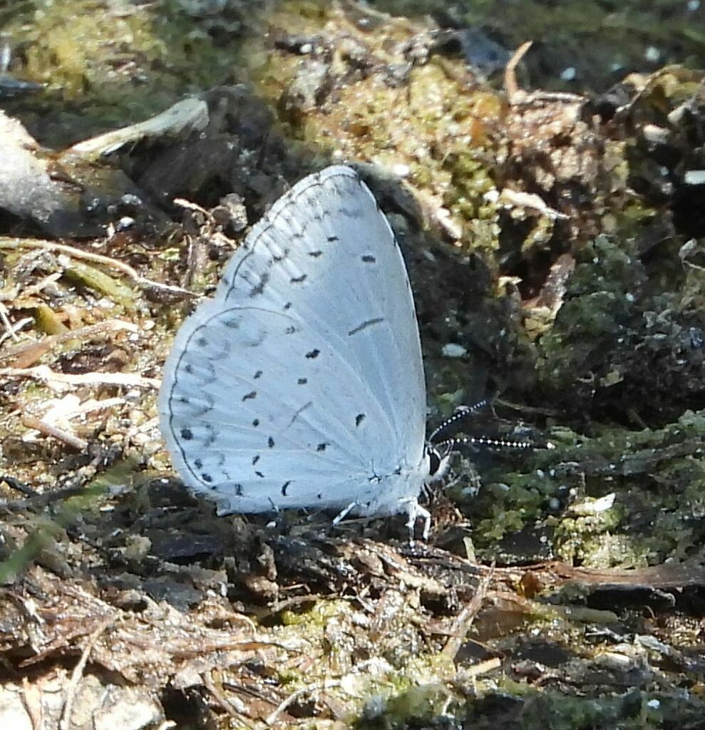 Summer Azure from Lake Ontario, Ontario, Canada on August 5, 2022 at 12 ...