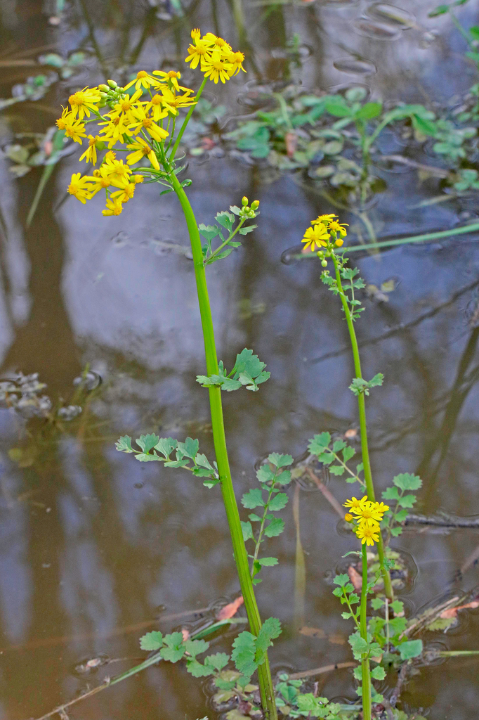 Butterweed (Vascular Plants of Jumpoff Community Land Trust) · iNaturalist