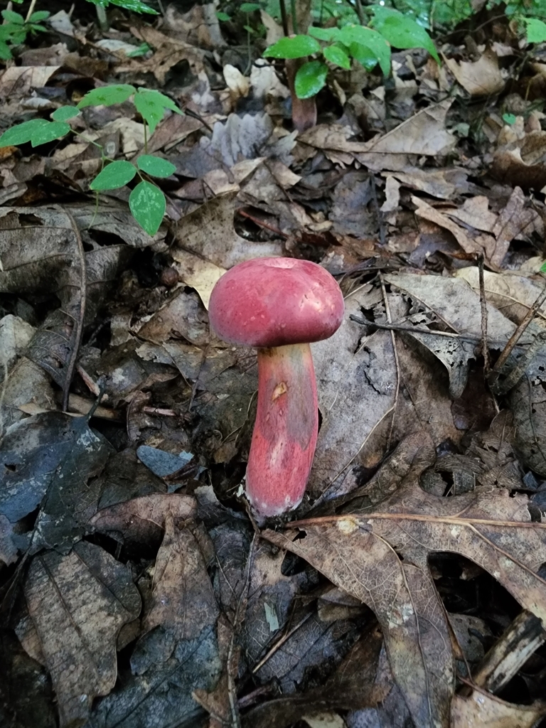 Lanmaoa pallidorosea from Washington Township, IN, USA on August 05 ...