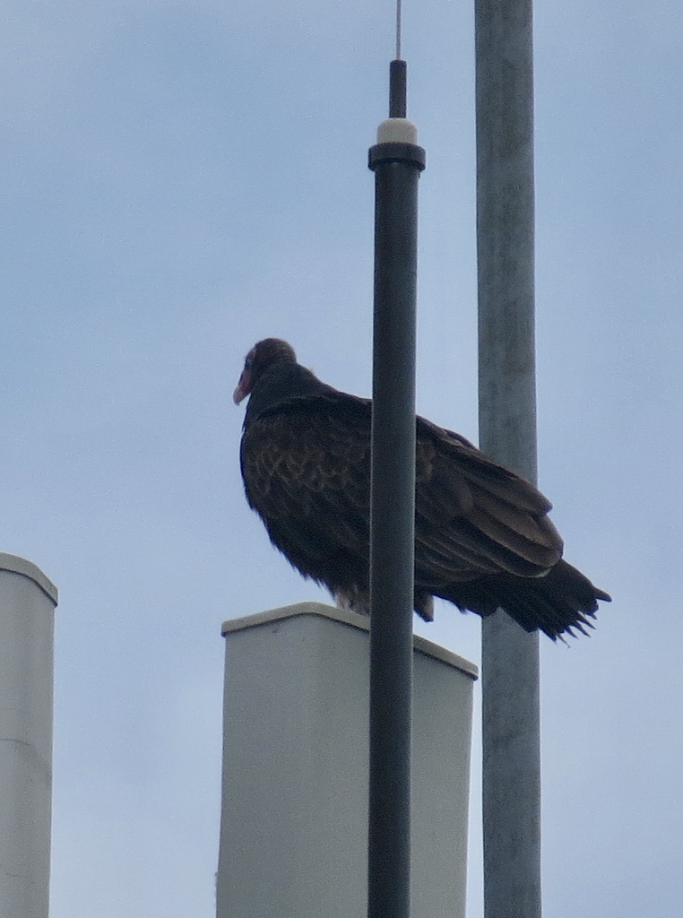 Turkey Vulture from Terrace St, Haworth, NJ, US on August 05, 2022 at ...