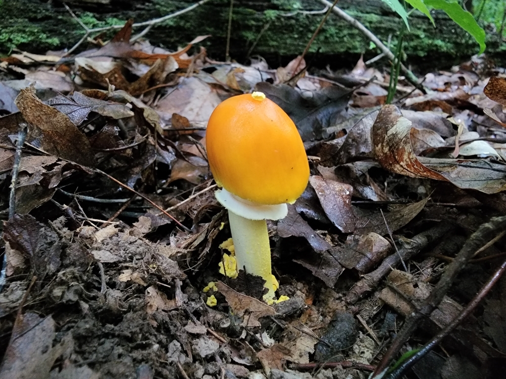 Yellow Patches from Washington Township, IN, USA on August 05, 2022 at ...