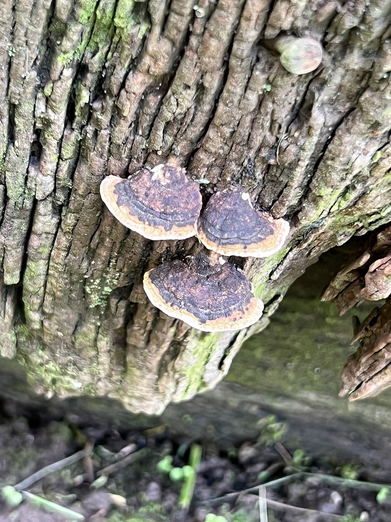 Perenniporia ohiensis from Albert Johnson Rd, Nashville, IN, US on ...