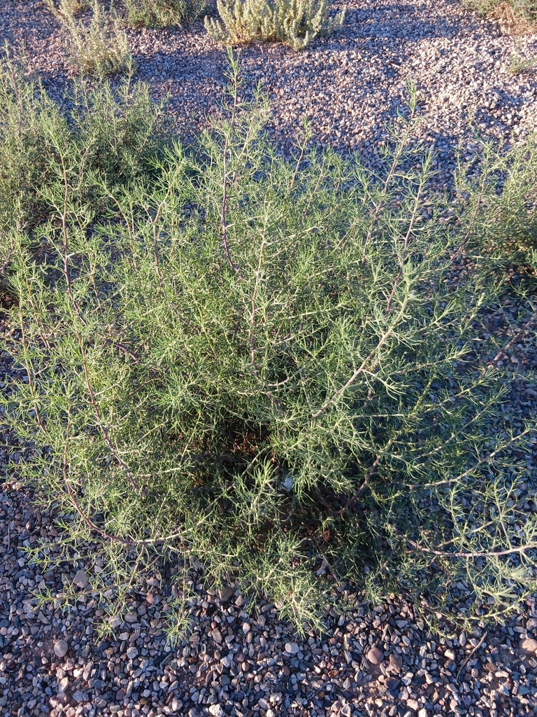 Prickly Russian Thistle from Grand County, UT, USA on August 05, 2022 ...