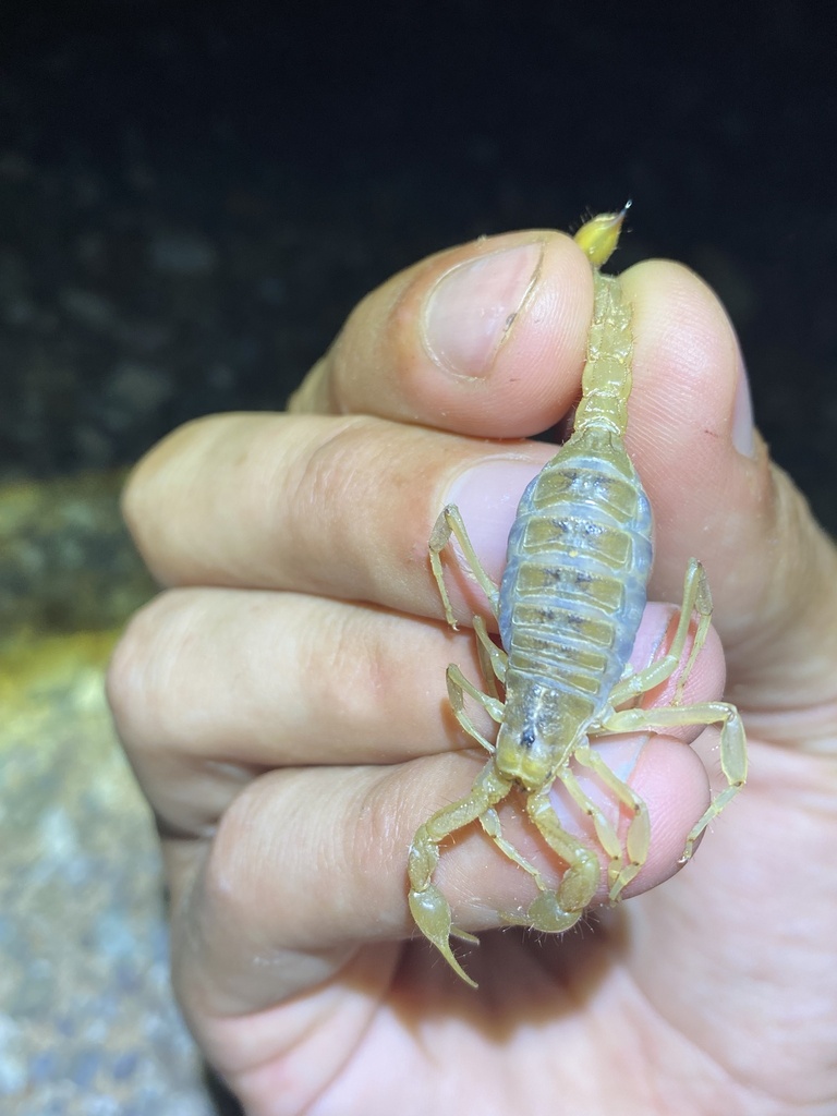 Stripe-tailed Scorpion from Organ Pipe Cactus, Ajo, AZ, US on August 04 ...