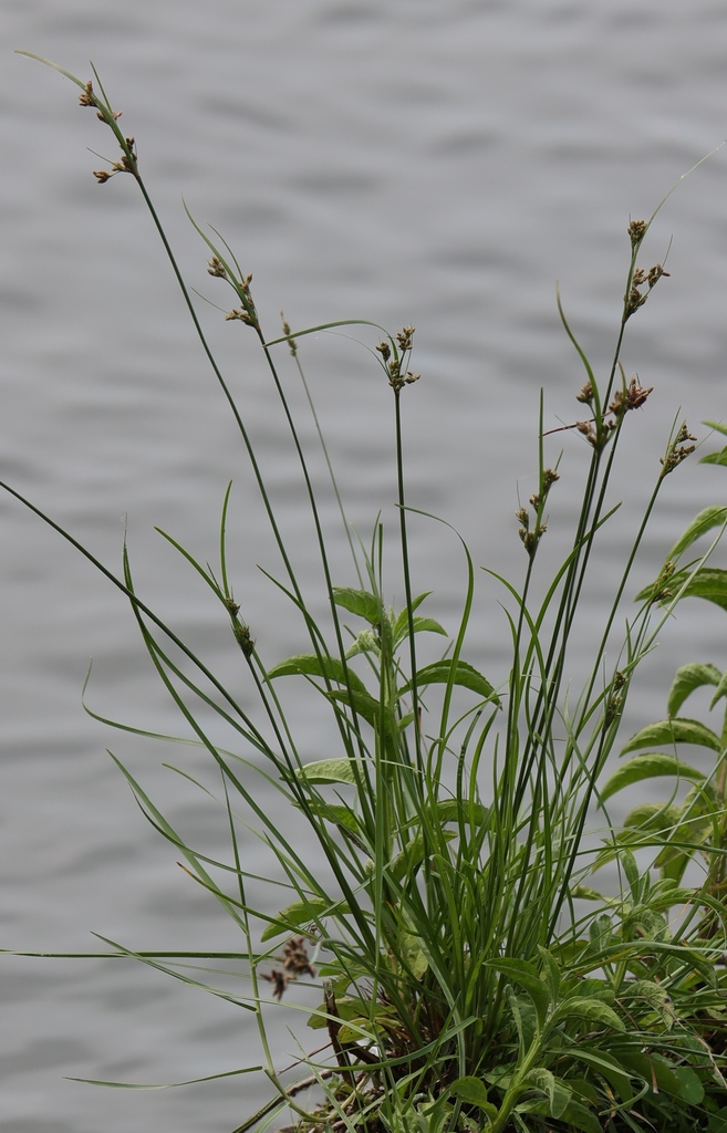 Common Fringe-rush from 台灣宜蘭縣 on August 05, 2022 at 02:14 PM by 胡正恆 ...