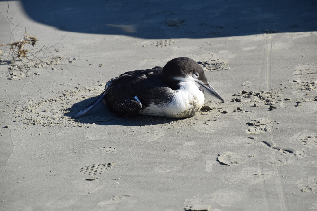 Common Loon from Kiawah Island, SC, USA on December 24, 2021 at 12:16 ...