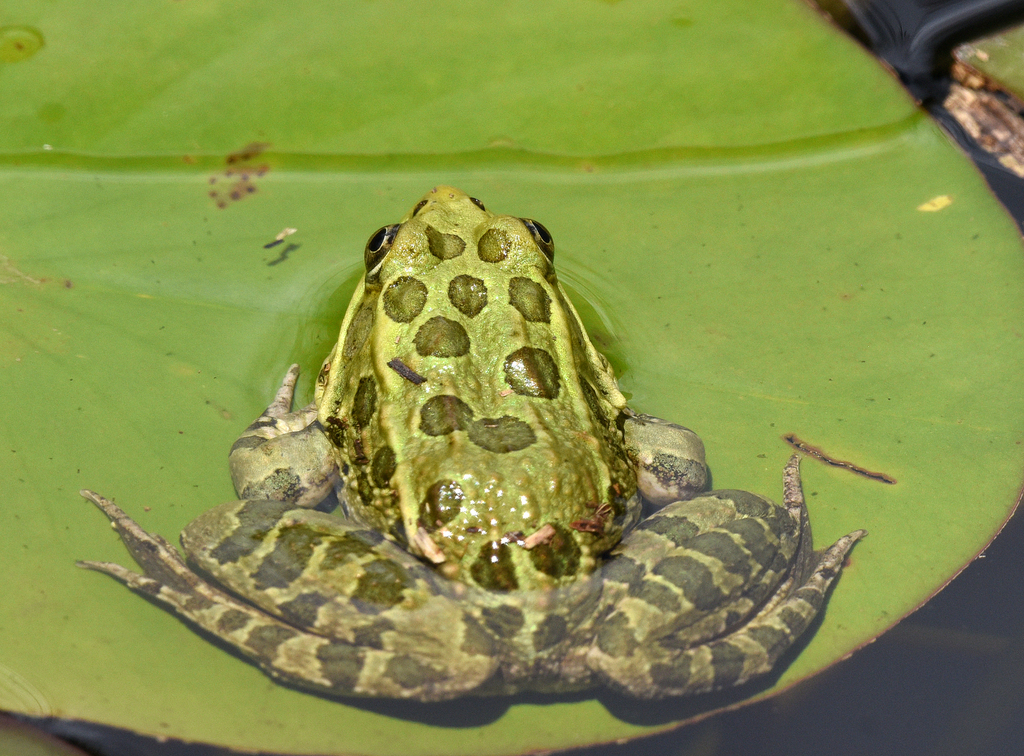 Chiricahua Leopard Frog in July 2022 by Steven Mlodinow · iNaturalist