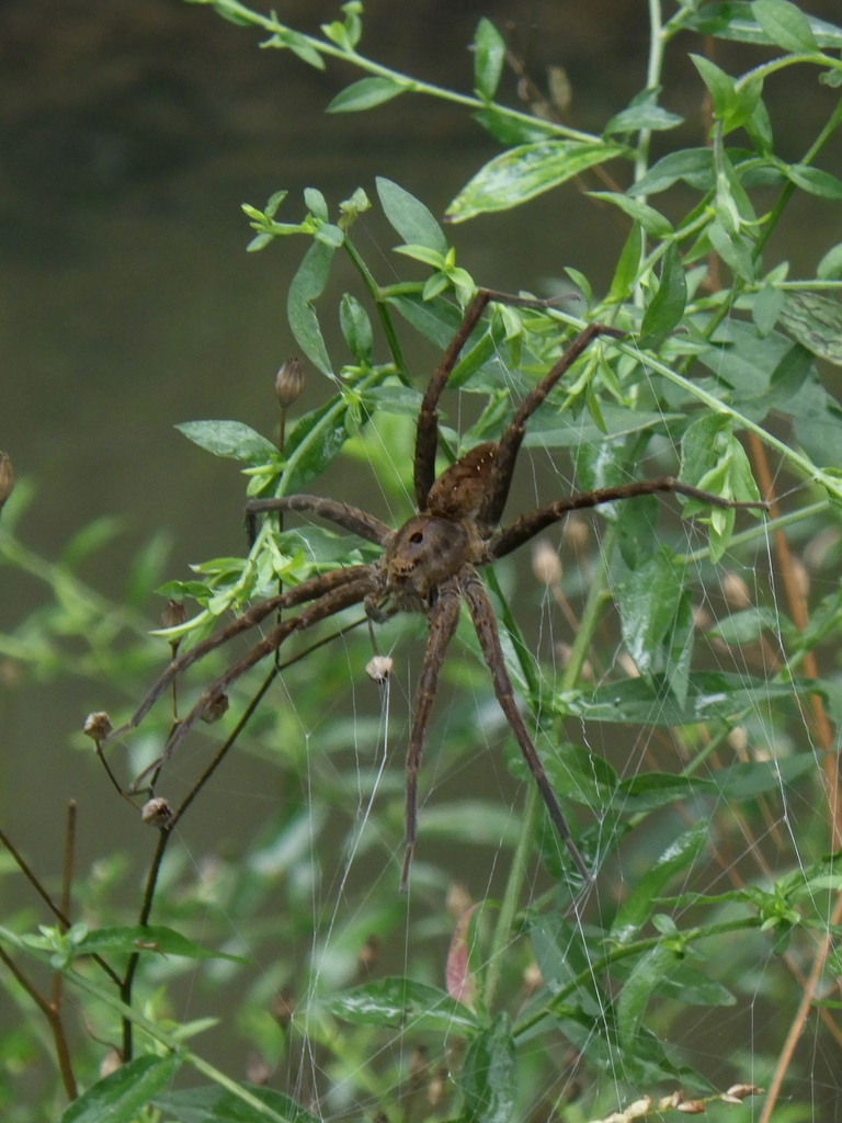 Banded Fishing Spider from Chautauqua County, NY, USA on August 04 ...